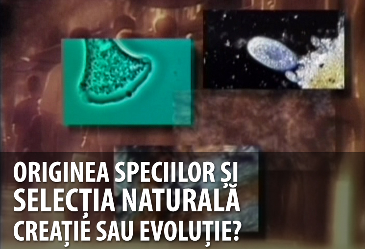 Originea speciilor și selecția naturală - Studiul ființelor vii susține ...